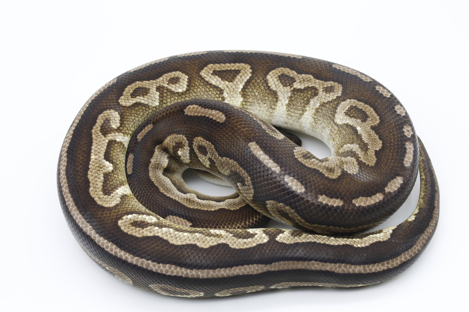 Savannah, Proven Breeder Ball Python by Slotke's Select Serpents ...
