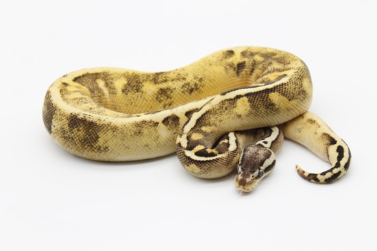 Pastel Calico GHI OD Ball Python by Slotke's Select Serpents