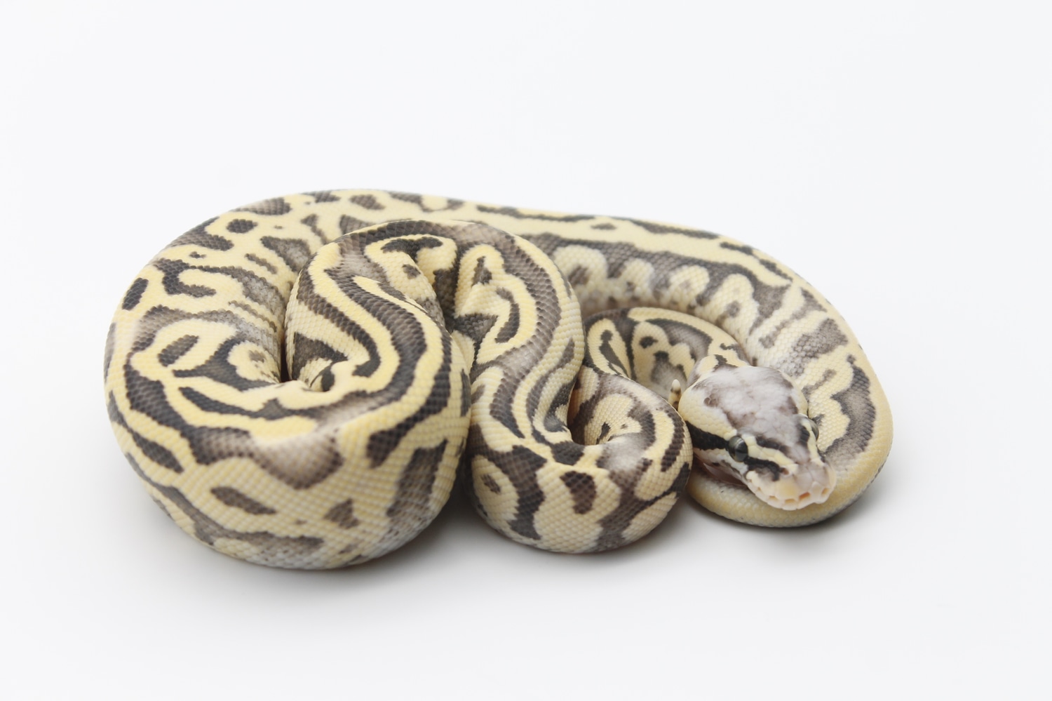 Super Pastel Leopard Desert Ghost Het Piebald Ball Python by Slotke's ...