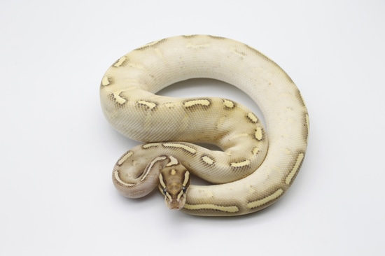 Female Lesser Freeway Ball Python by Slotke's Select Serpents