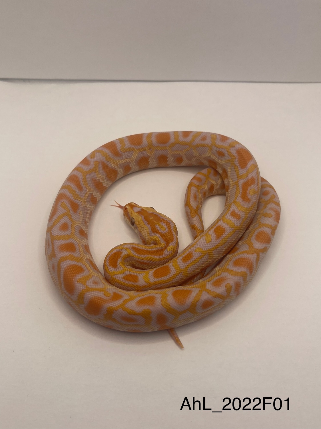 Albino Het Labyrinth Burmese Python by Thirteen Serpents - MorphMarket