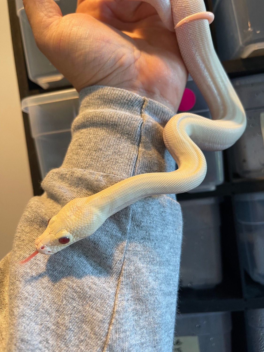 Blizzard 50% Het Granite Burmese Python by Thirteen Serpents - MorphMarket