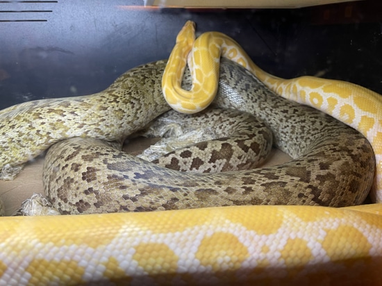 Pearl Burmese Python by Thirteen Serpents
