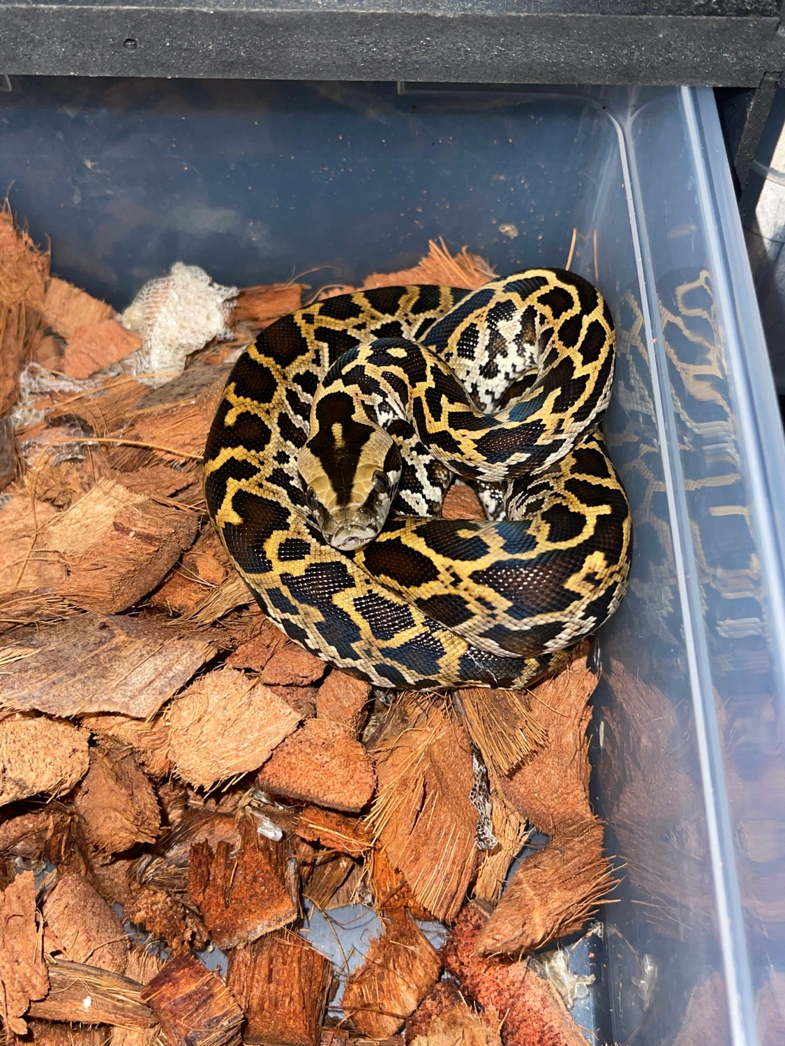 Het Albino Granite - M1 Burmese Python by Thirteen Serpents - MorphMarket