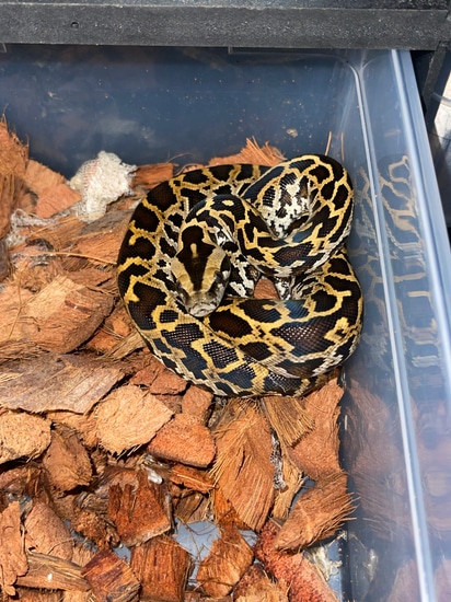 Het Albino Granite - M1 Burmese Python by Thirteen Serpents - MorphMarket