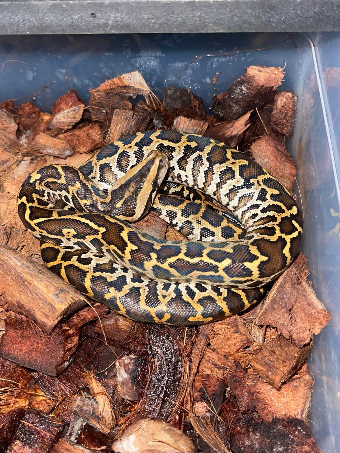 Het Albino Granite - M2 Burmese Python by Thirteen Serpents - MorphMarket