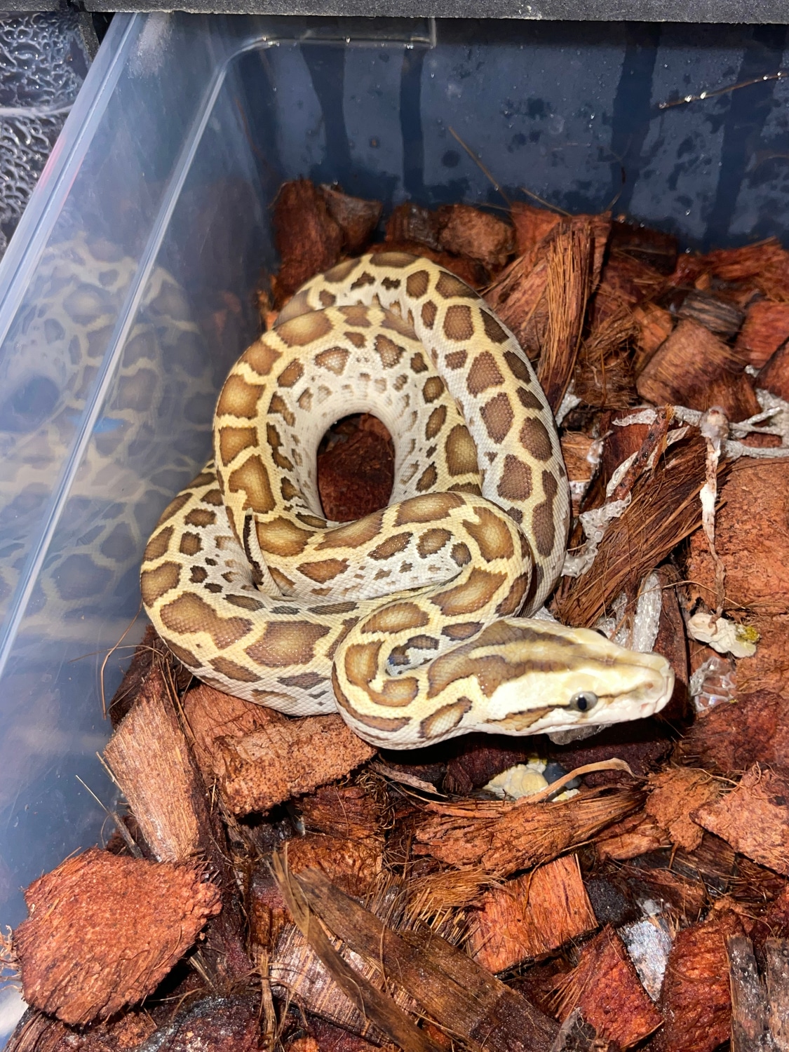 Hypo Het Albino Granite - M1 Burmese Python by Thirteen Serpents ...