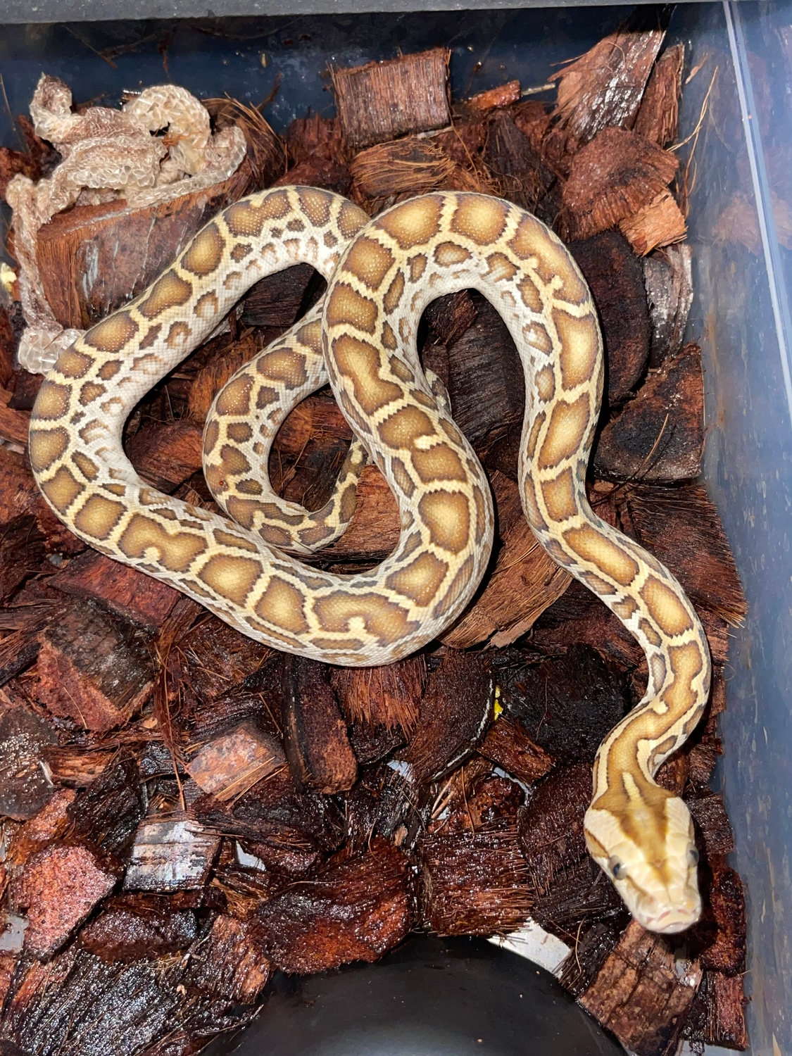 Hypo Het Albino Granite - M2 Burmese Python by Thirteen Serpents ...