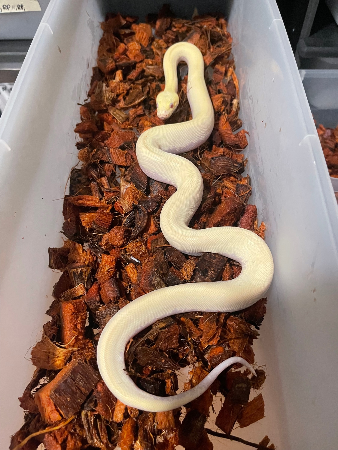 Price Includes Shipping - Female Blizzard Het Albino 50% Het Granite ...