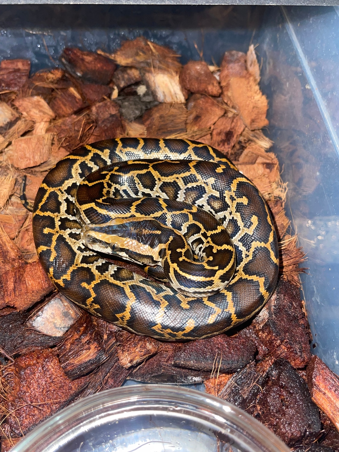Het Albino Granite - F2 Burmese Python by Thirteen Serpents - MorphMarket