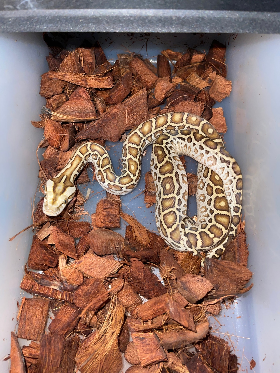 SALE Until 10/2 - Hypo Het Albino 50% Het Granite Burmese Python by ...