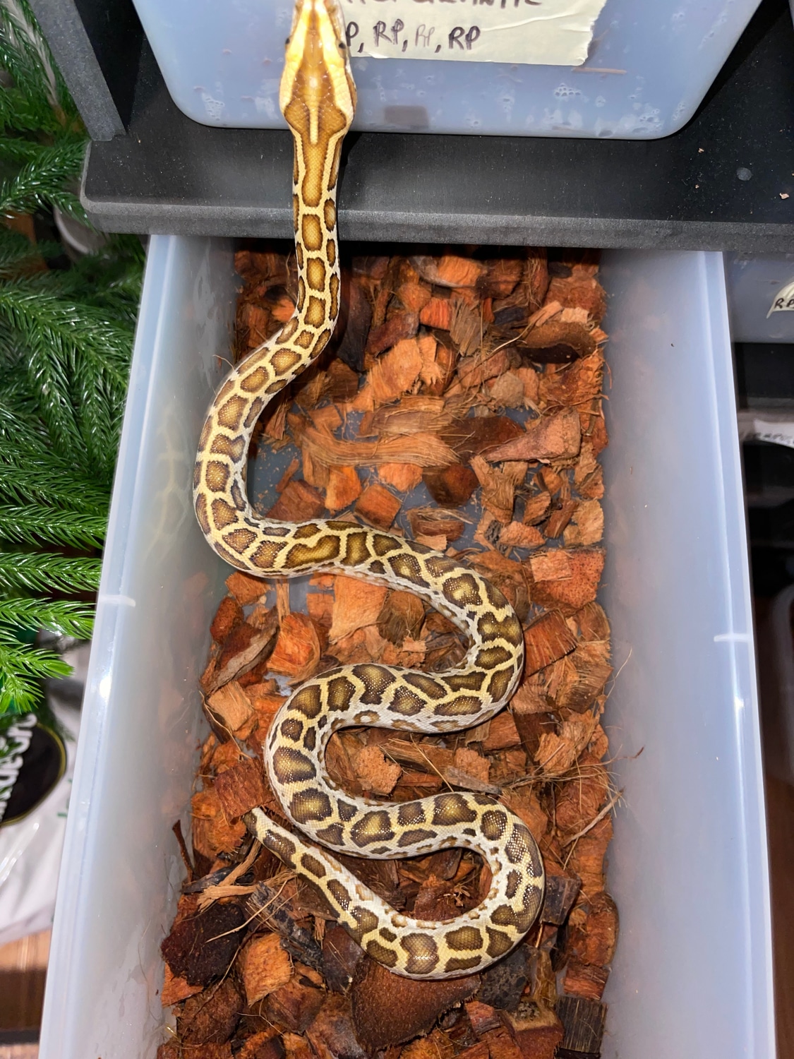 Sale Until 10/2 - Hypo Het Albino 50% Het Granite Burmese Python by ...