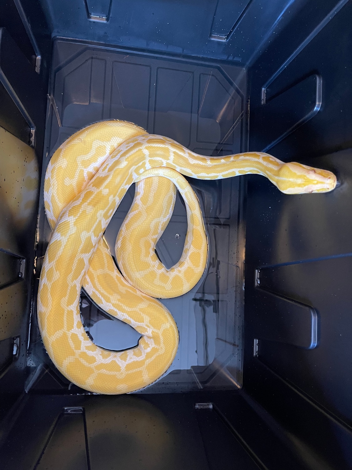 Pearl 50% Het Labyrinth Green Caramel Burmese Python by Thirteen ...
