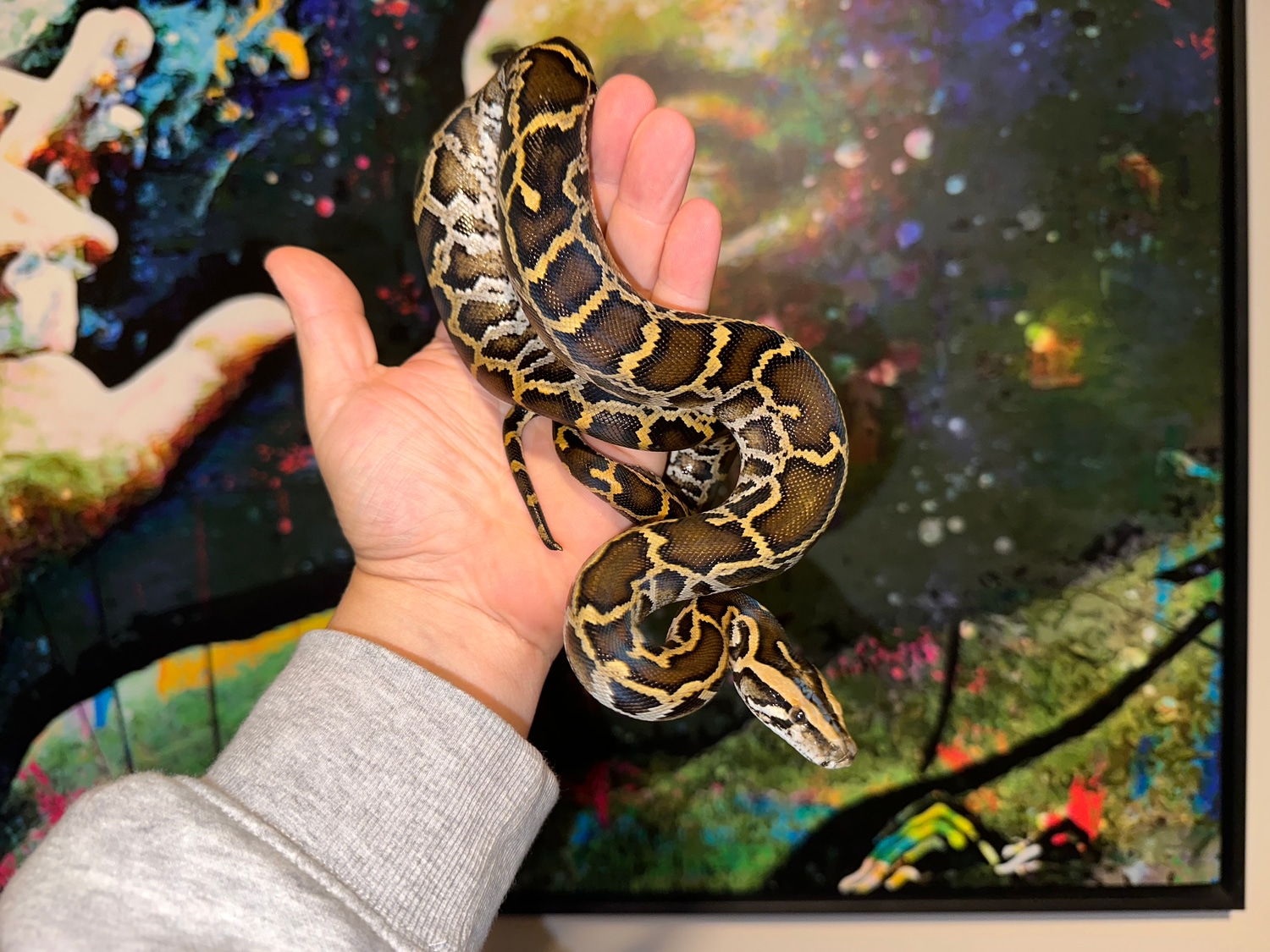 Het Albino Labyrinth 50% Het Green Granite Burmese Python by Thirteen ...