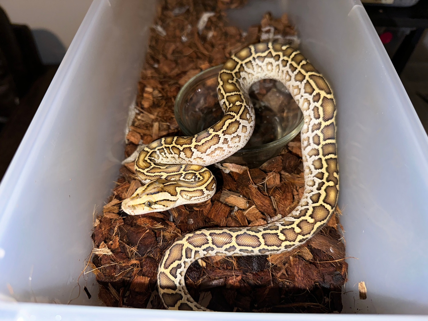 Hypo Het Albino Labyrinth 50% Het Green Granite Burmese Python by ...