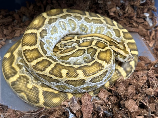 2022 Hypo Het Albino Labyrinth 50% Het Green Granite Burmese Python by ...