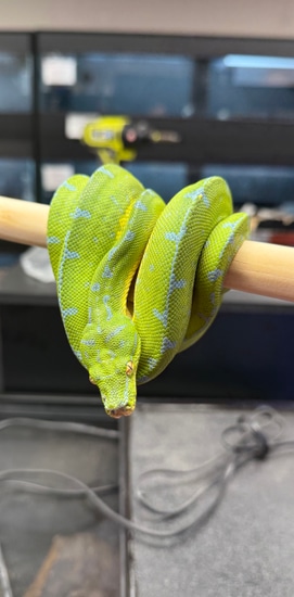 USCBB Jayapura Green Tree Python by Thirteen Serpents