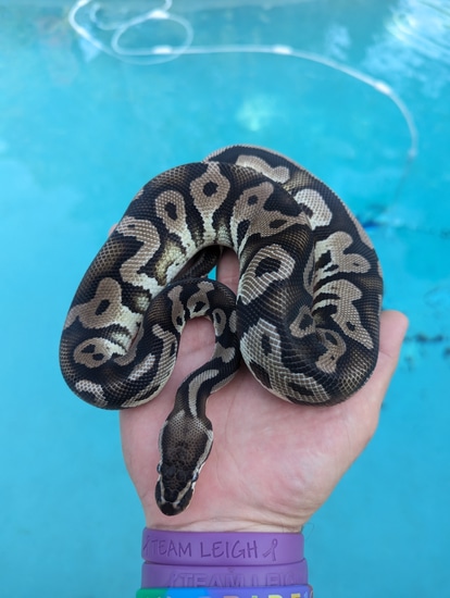 Pastel Leopard Axanthic VPI Ball Python by Slow Burn Exotics