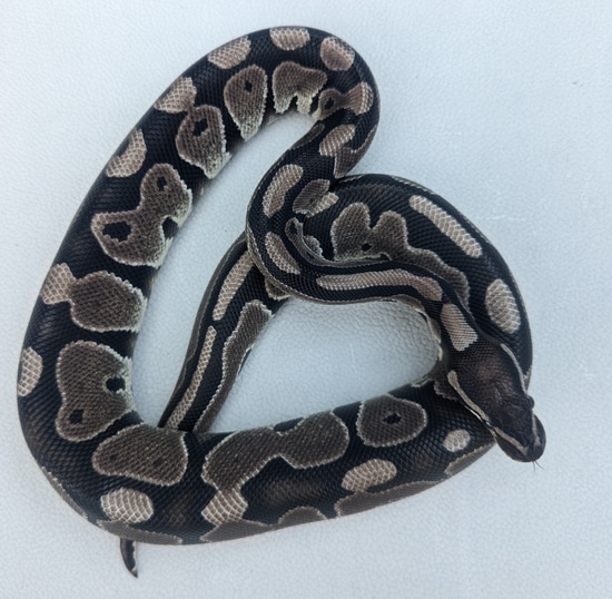 Axanthic VPI Ball Python by Slow Burn Exotics