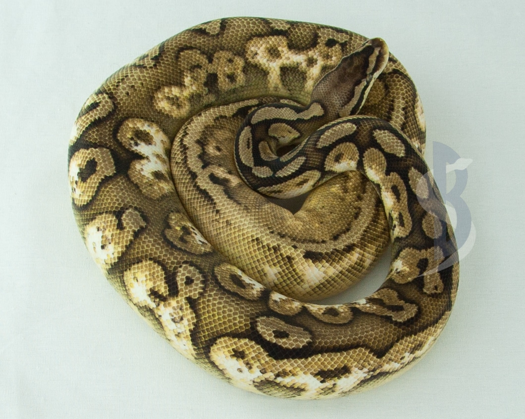 Pastel Calico Ball Python by Slowcountry Balls' Store - MorphMarket