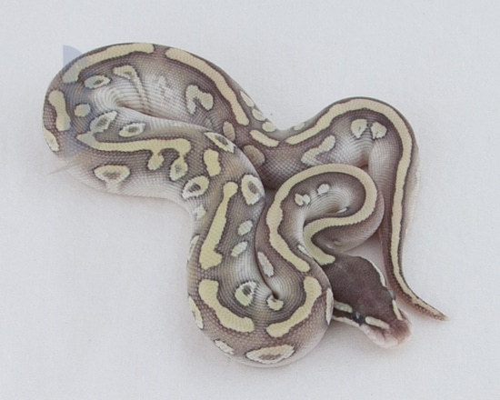 Enchi Super Mystic Ball Python by Slowcountry Balls' Store