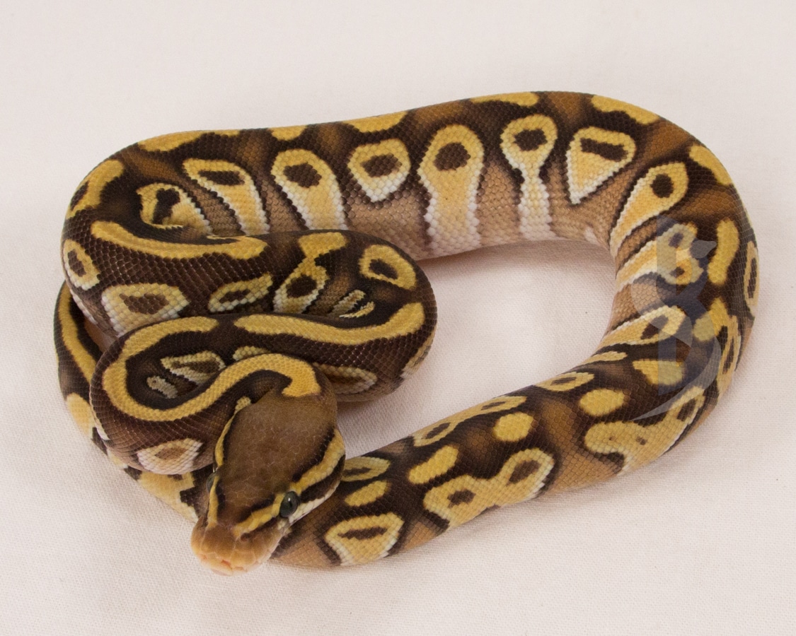 Mojave Orange Dream Pastel Ball Python by Slowcountry Balls' Store - MorphMarket