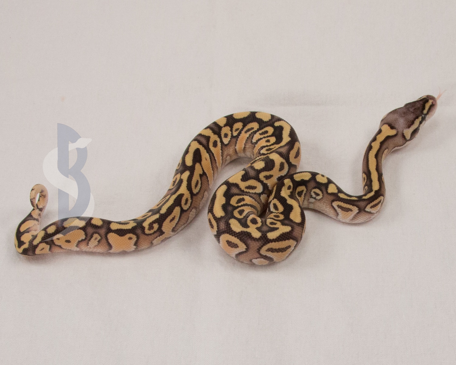 Super Pastel Mystic (Or Mojave) 50% Het Hypo Ball Python by Slowcountry ...