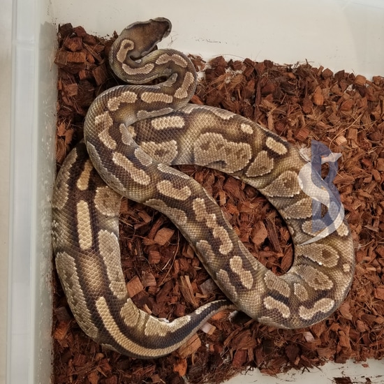 Paint Ball Python by Slowcountry Balls' Store