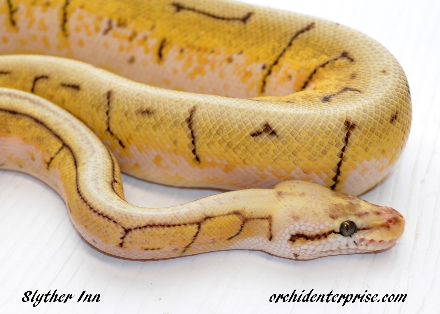 Pastel Spider Pinstripe 66% Possible Het Ultramel Ball Python by ...