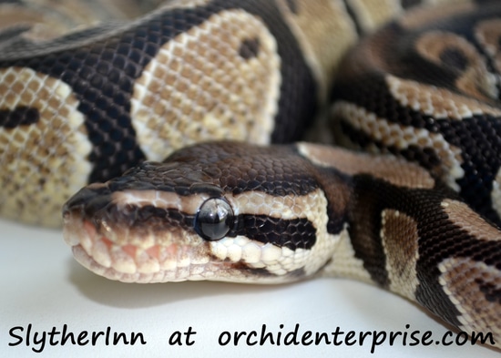 Jolliff Axanthic 100% Het Albino Ball Python by Slyther Inn Inc