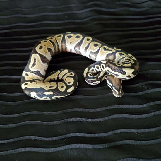 Desert Ghost Het. Red Axanthic Ball Python by Slyther Inn Inc