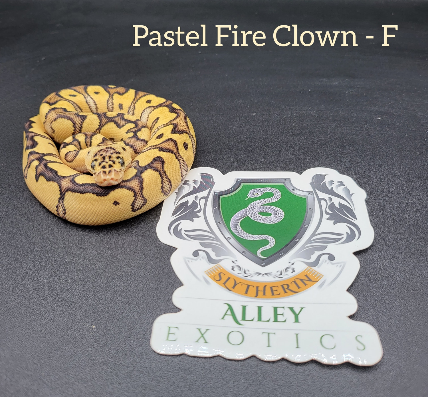 Pastel Fire Clown Ball Python by Slytherin Alley Exotics - MorphMarket