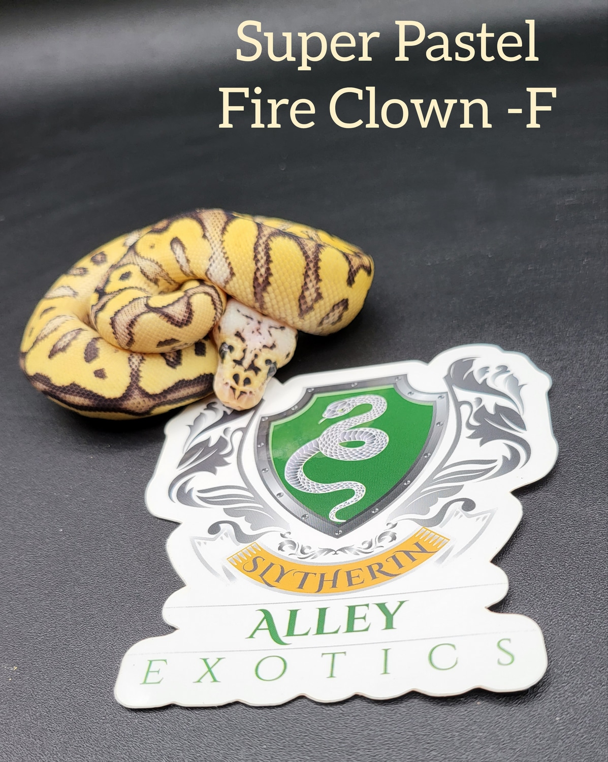 Super Pastel Fire Clown Ball Python by Slytherin Alley Exotics ...