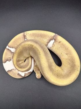 Champagne Pewter Pos Huffman Ball Python by Slytherin Alley Exotics
