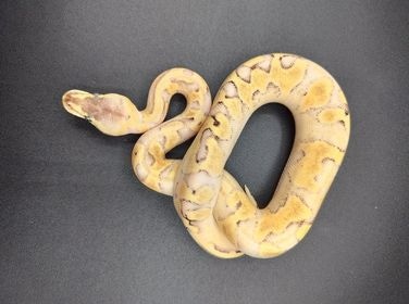 Champagne Enchi Huffman Ball Python by Slytherin Alley Exotics
