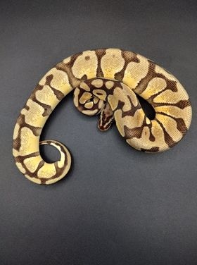 Enchi Pastel Ball Python by Slytherin Alley Exotics