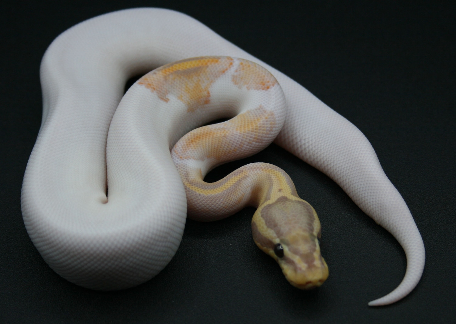 Pastel Banana Pied Ball Python by Slytherin Alley Exotics - MorphMarket