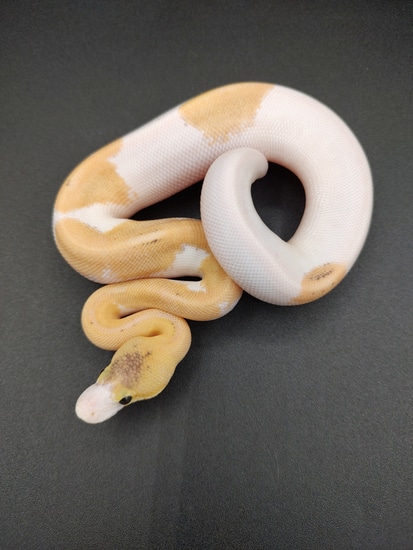 Champagne Enchi Huffman Ball Python by Slytherin Alley Exotics
