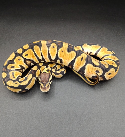 Pastel Enchi Huffman Ball Python by Slytherin Alley Exotics