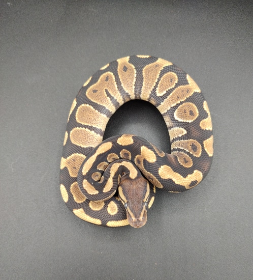 Chocolate Spark Ball Python by Slytherin Alley Exotics