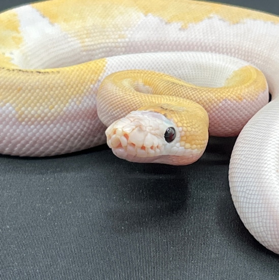 Pastel OD YB Champagne Ball Python by Slytherin Alley Exotics