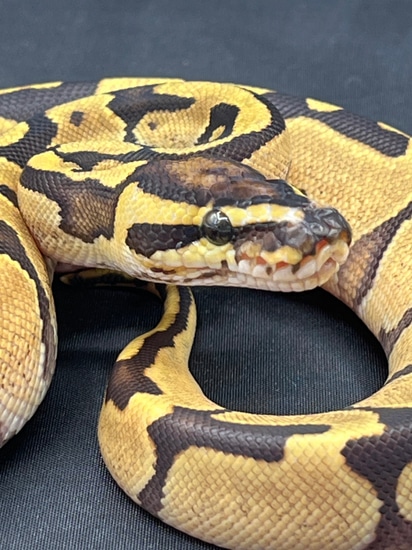 Special Pastel Fire Ball Python by Slytherin Alley Exotics