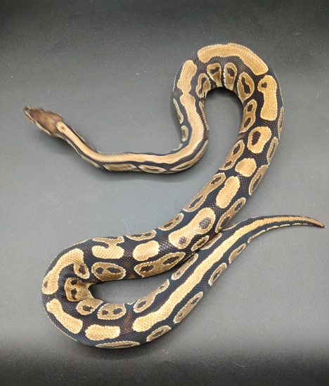 Hurricane Ball Python by Slytherin Alley Exotics