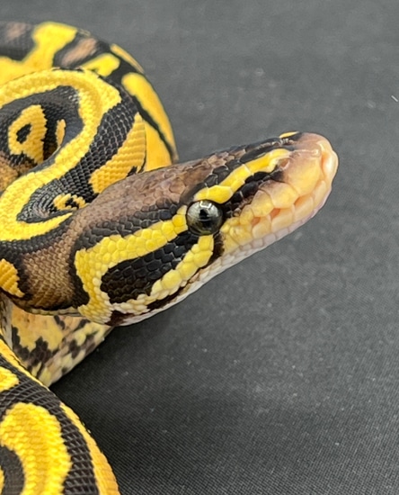 Pastel Fire YB OD Enchi Special Ball Python by Slytherin Alley Exotics