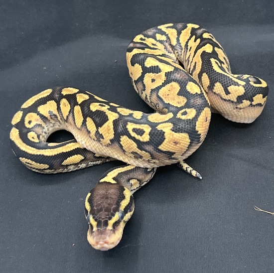 Pastel Enchi Fire OD YB Special Ball Python by Slytherin Alley Exotics