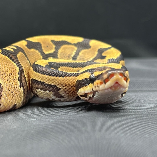 Fire DH Desert Ghost Caramel Albino Ball Python by Slytherin Alley Exotics