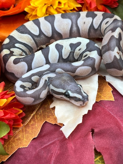Super Scales Ball Python by Slytherin Alley Exotics