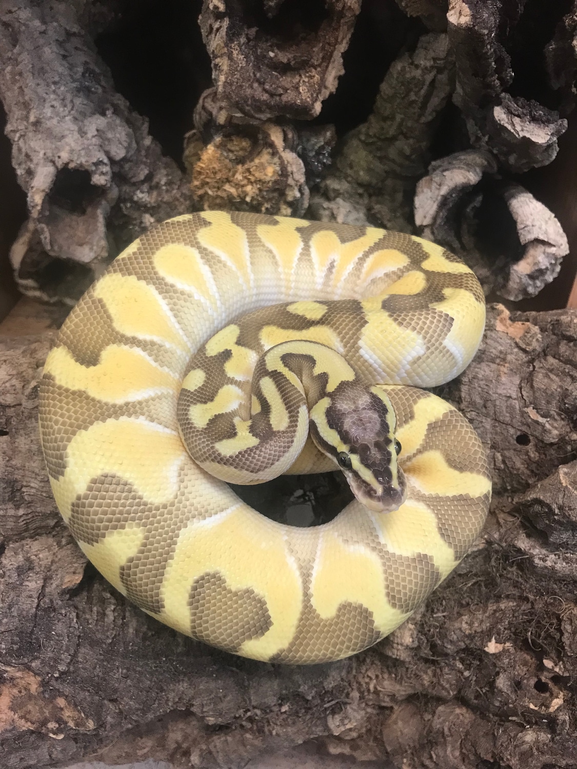CB22 Male Pastel Enchi Butter Ball Python by Small World Reptiles ...