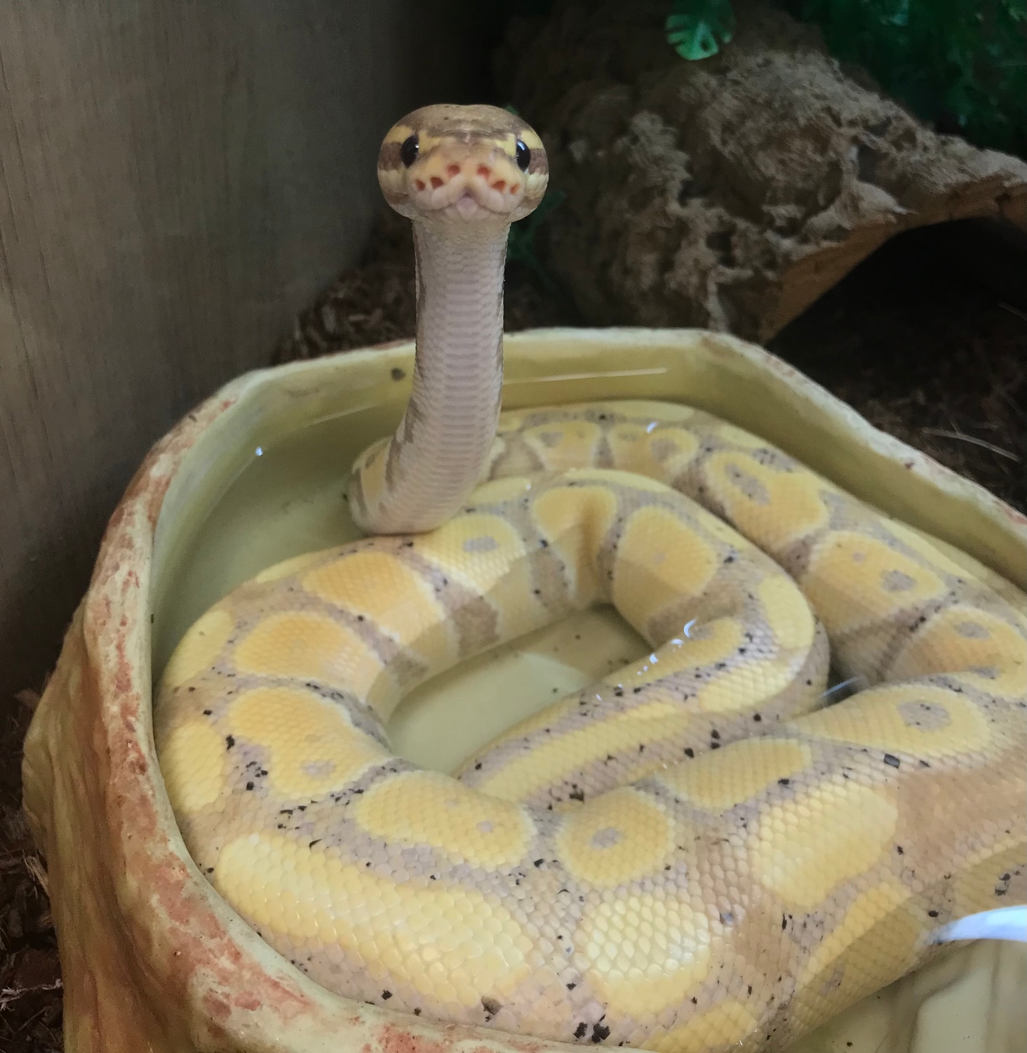 CB21 Pastel Banana Royal Python Ball Python by Small World Reptiles ...