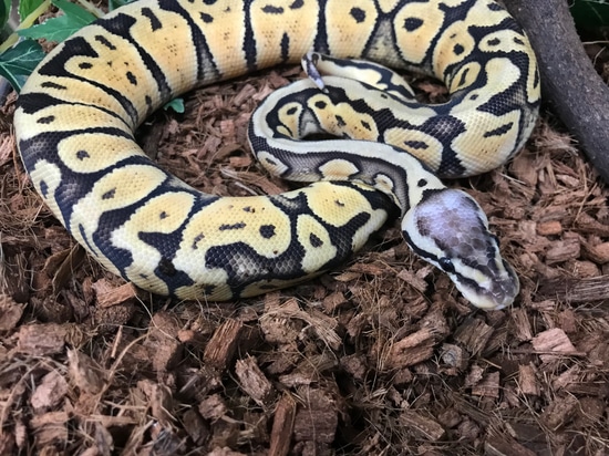 CB22 Super Pastel Royal Python Ball Python by Small World Reptiles